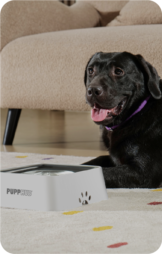 PuppHub™ | The Zero Splash Range